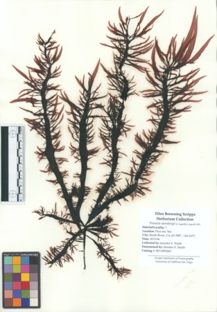 Prionitis sternbergii (SIO-0002661) | Library Digital Collections | UC ...